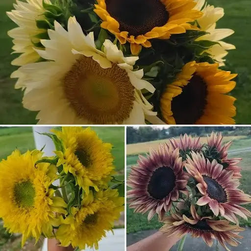 Shop - Simple Stagecoach Flowers